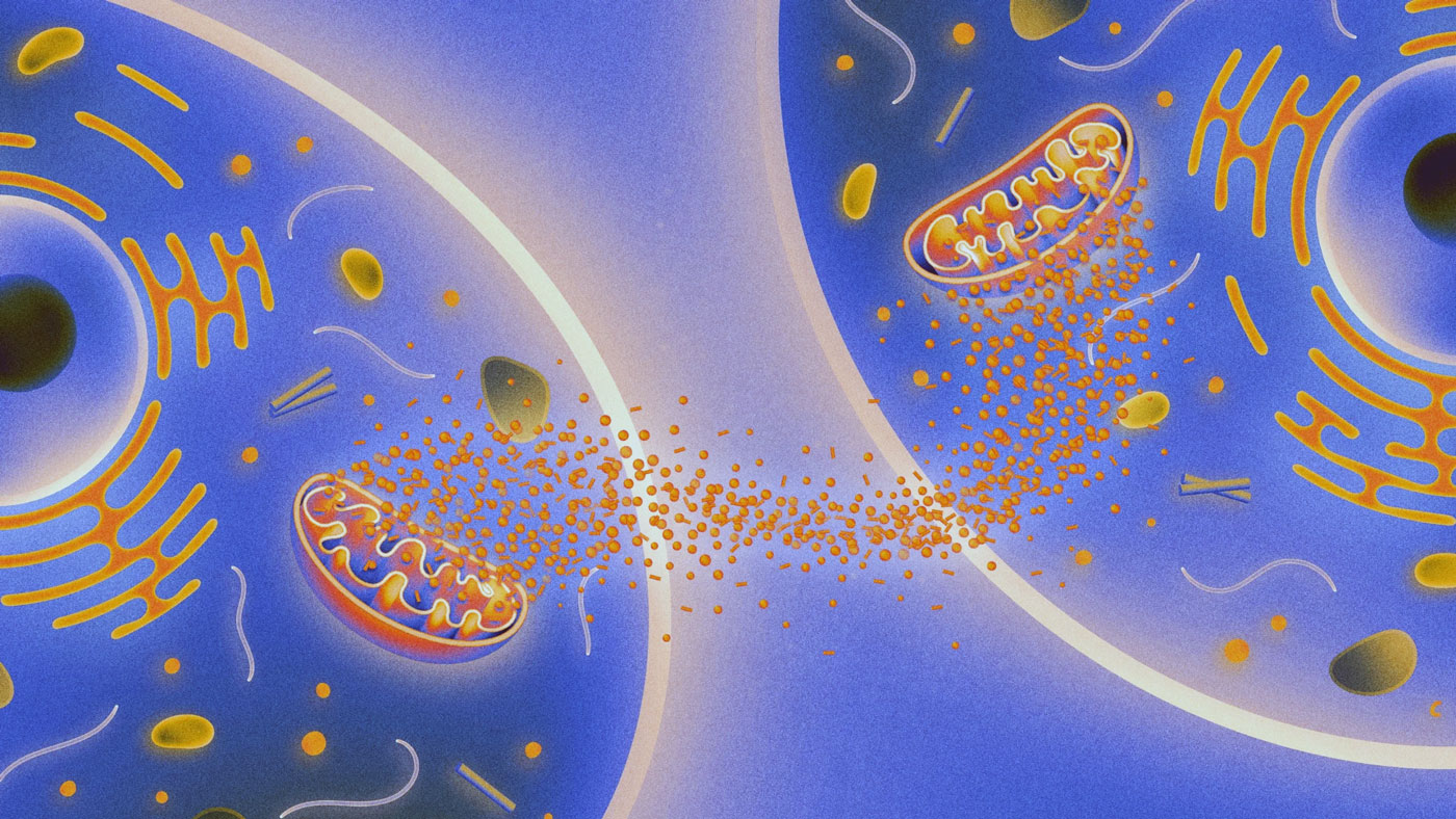 Systemic Histology I - ANA 226 | College of Medicine, University of ...